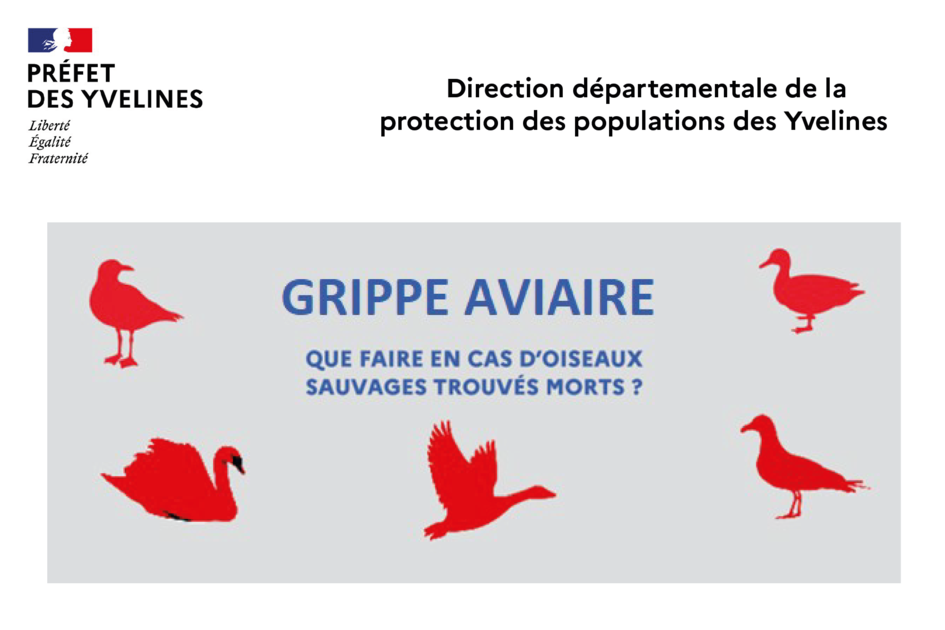 Grippe Aviaire - Que faire en cas d'oiseaux sauvages trouvés morts ...
